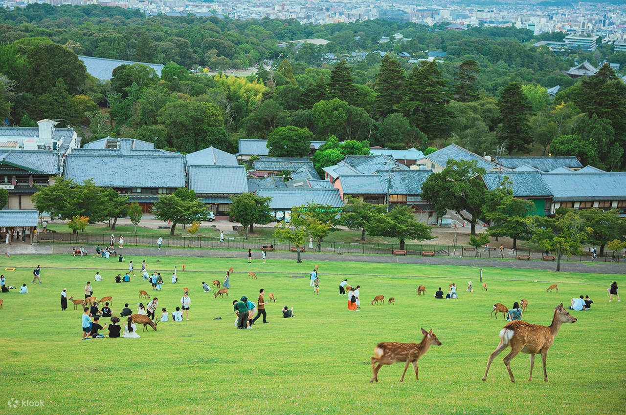 [One-day tour in Nara and Uji] Byodoin Temple, The Tale of Genji Museum ...